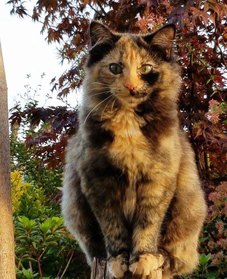 « How to think like a cat » by Stéphane GARNIER – Pluton Magazine