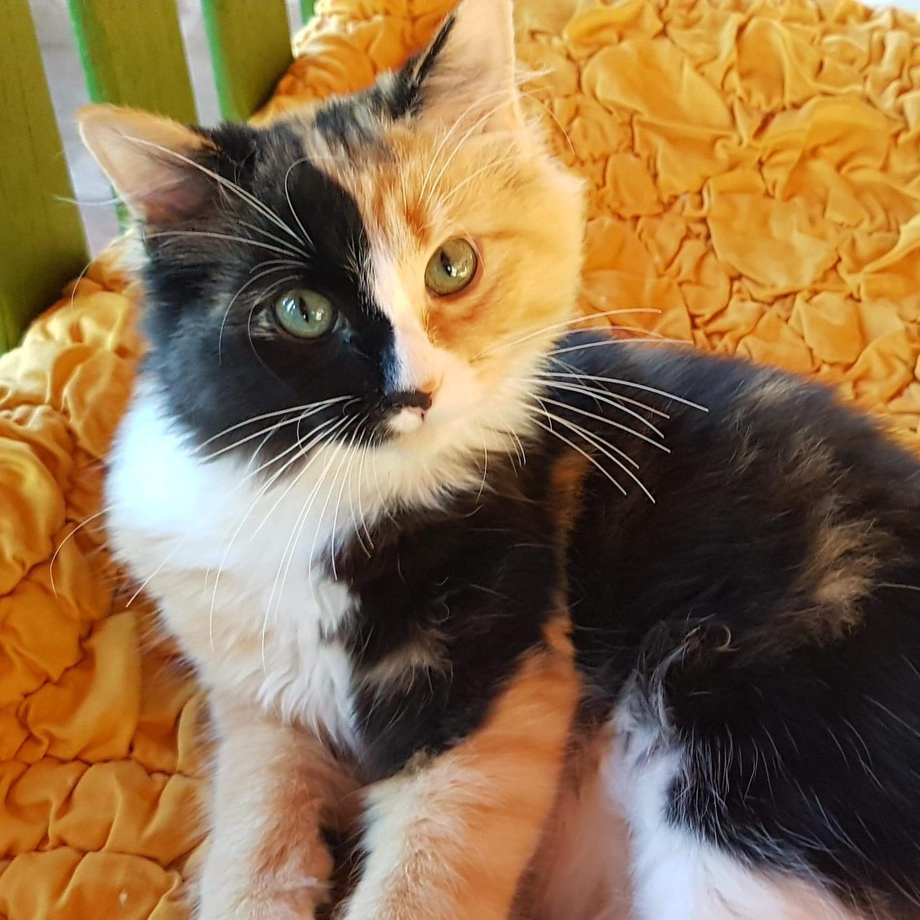 « How to think like a cat » by Stéphane GARNIER – Pluton Magazine