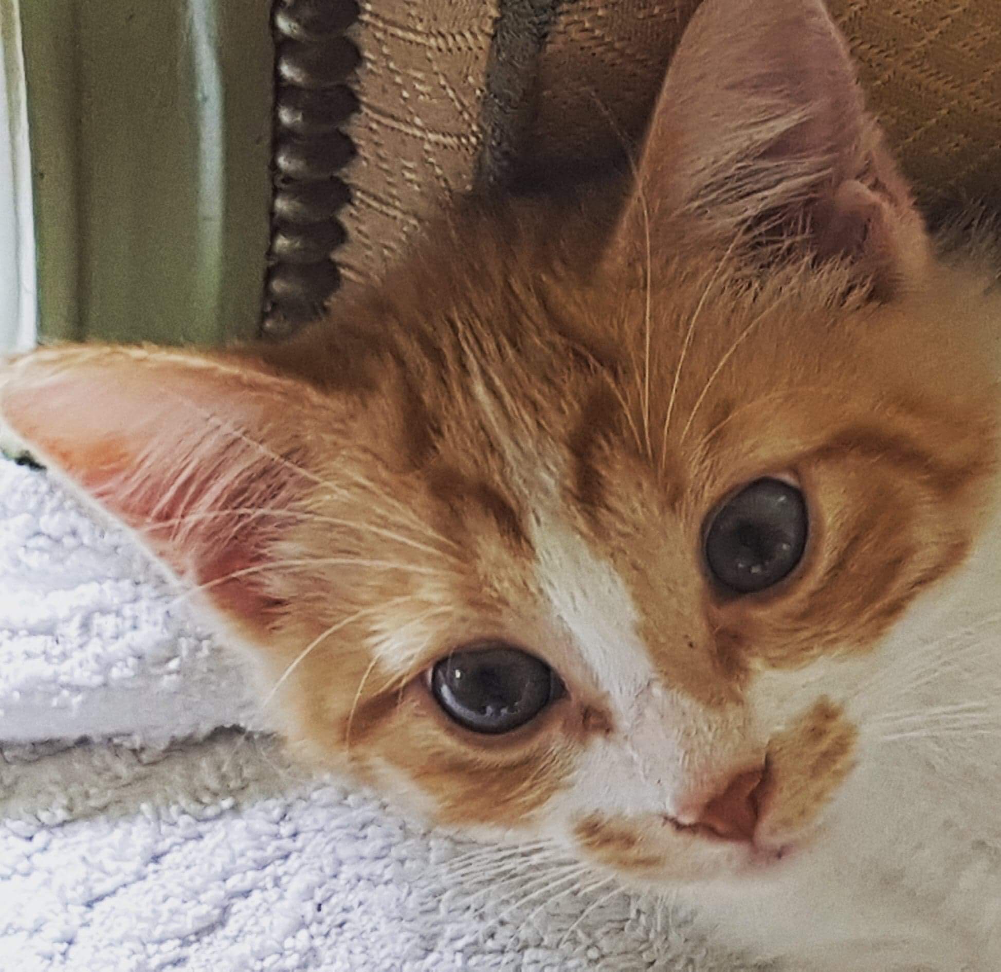 « How to think like a cat » by Stéphane GARNIER – Pluton Magazine