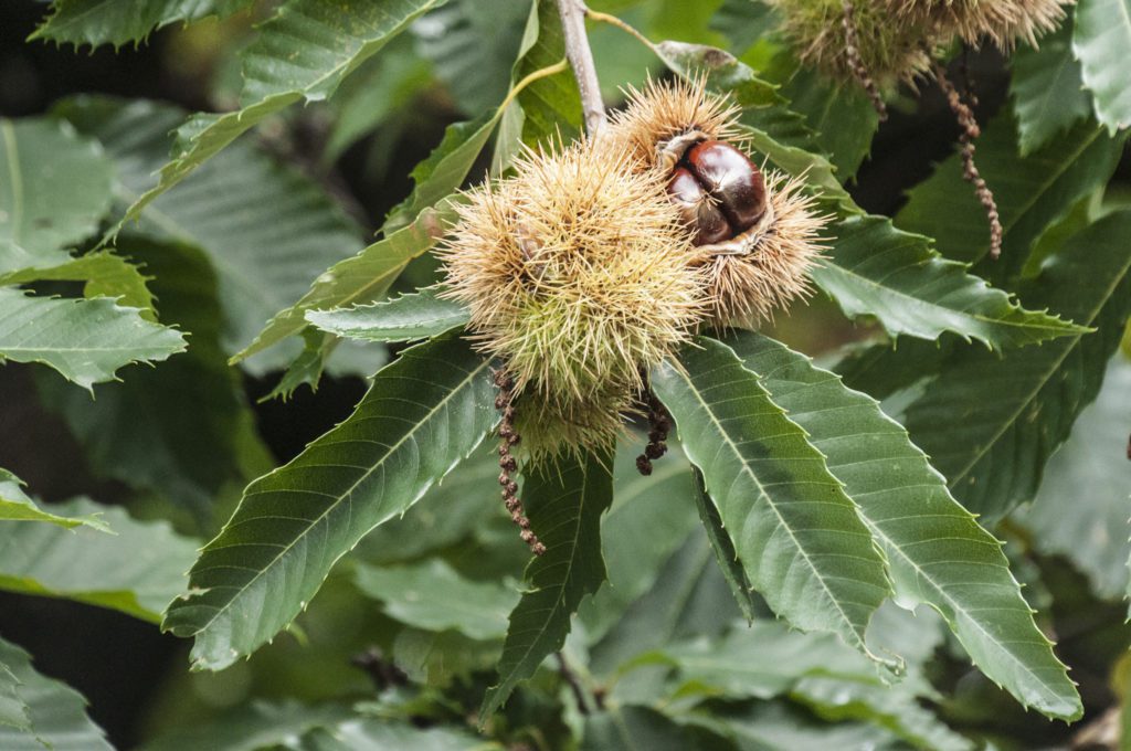 castanea_03 – Pluton Magazine