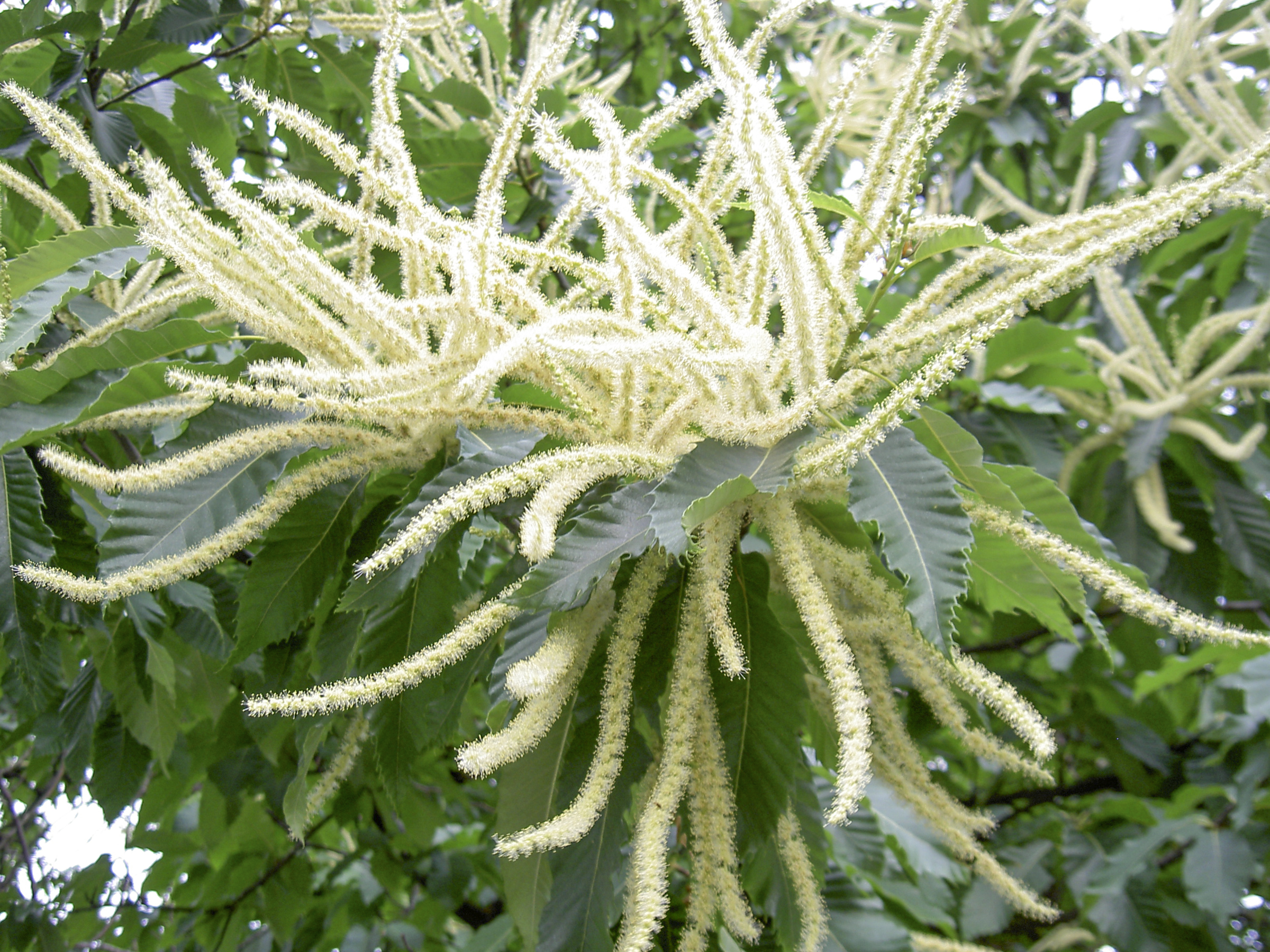 castanea_01-1 – Pluton Magazine